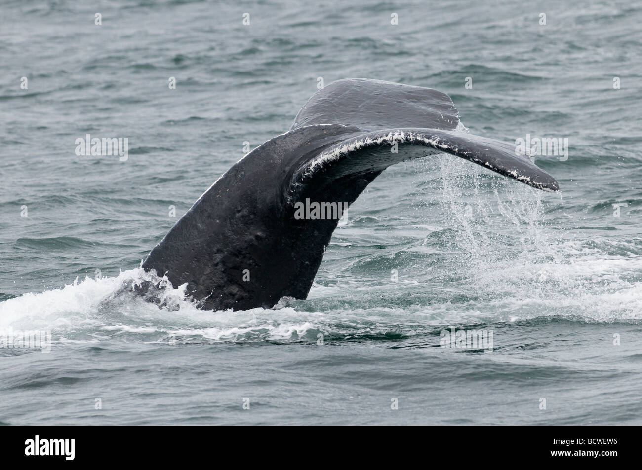 Schwanzflosse des buckelwal alaska -Fotos und -Bildmaterial in hoher ...