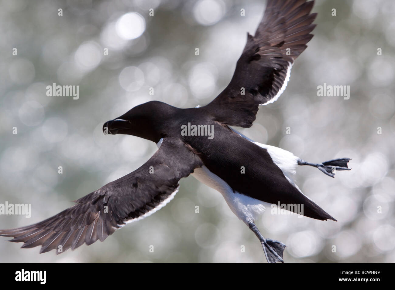 Alca torda vogel -Fotos und -Bildmaterial in hoher Auflösung – Alamy