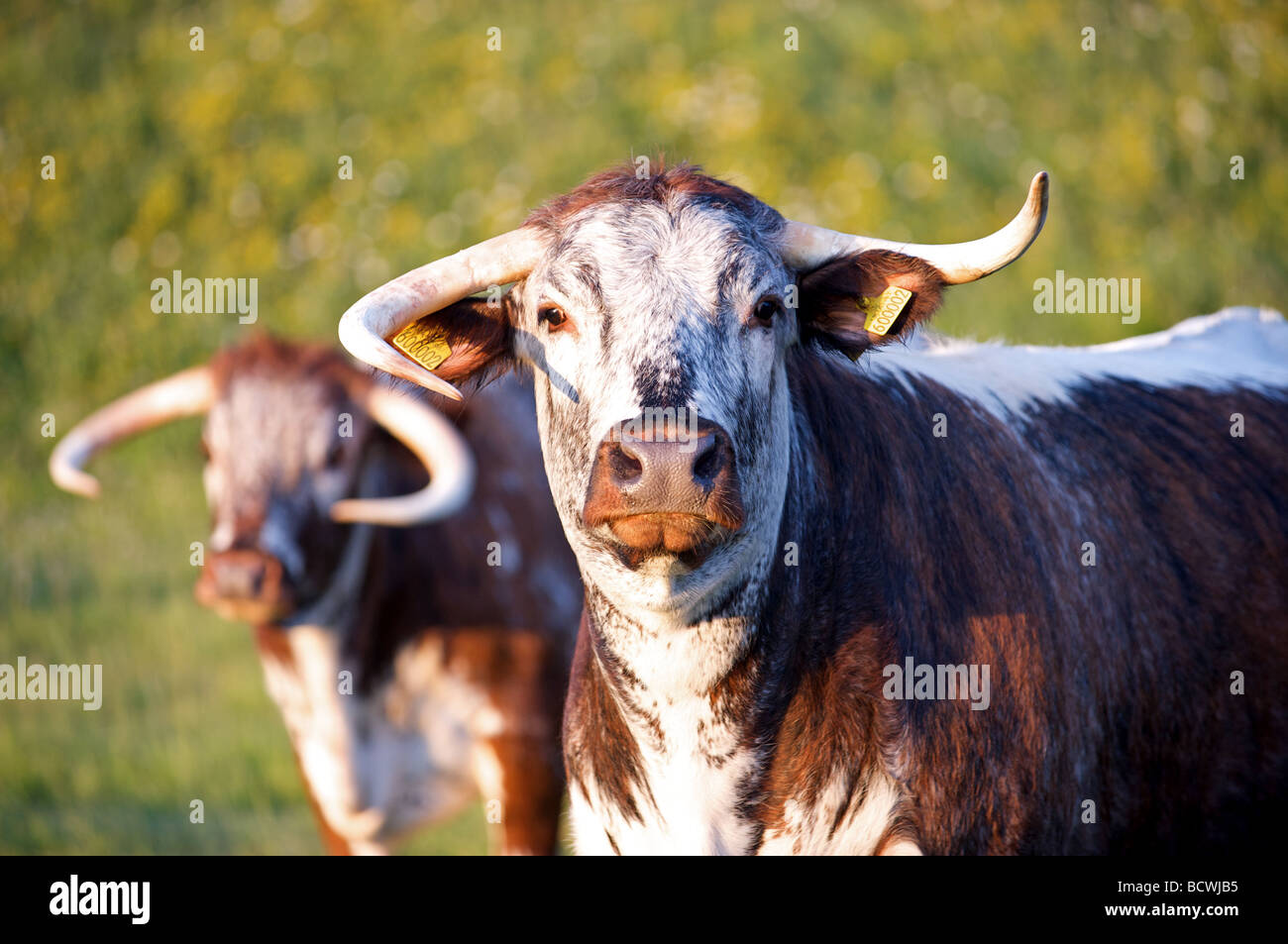 Kommerzielle rinder -Fotos und -Bildmaterial in hoher Auflösung – Alamy