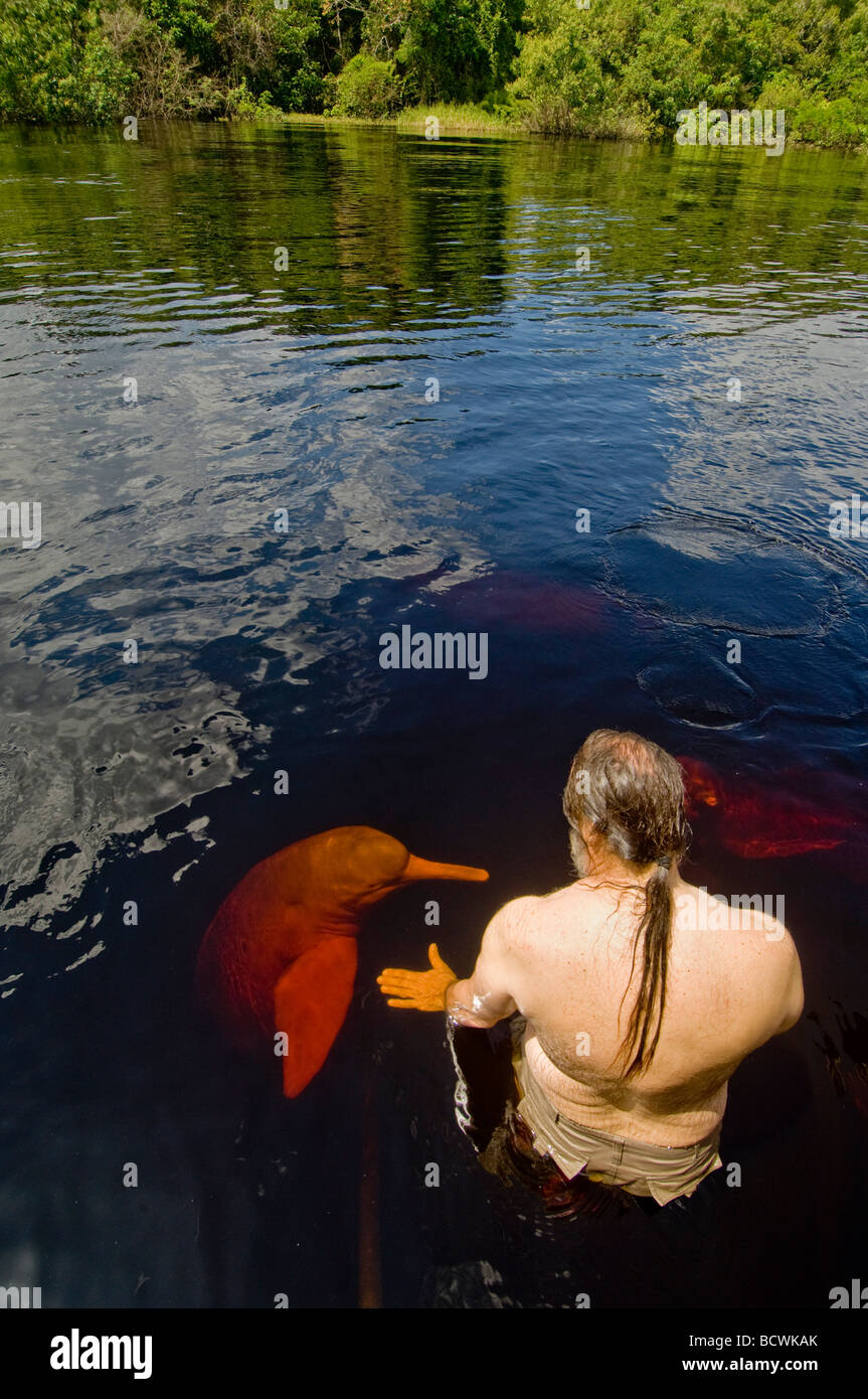 Schwimmen mit dem Amazonas rosa Delphin (Inia Geoffrensis), auch im ...