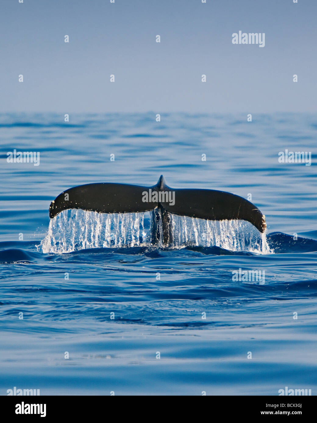 Wal Fluke Stockfotos und -bilder Kaufen - Alamy