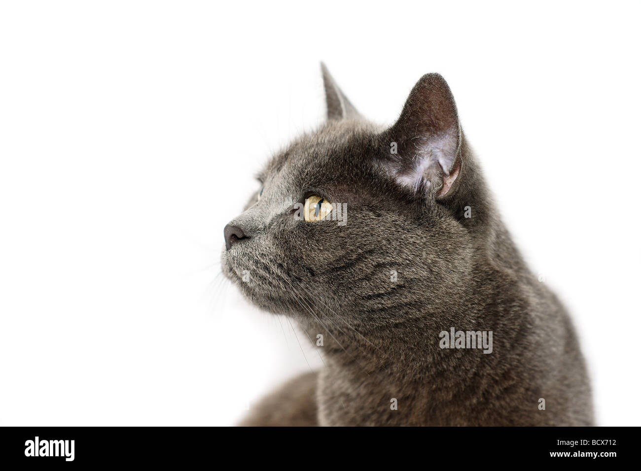 Cat profile -Fotos und -Bildmaterial in hoher Auflösung – Alamy