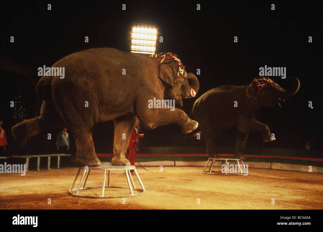 Zirkus elefant -Fotos und -Bildmaterial in hoher Auflösung – Alamy