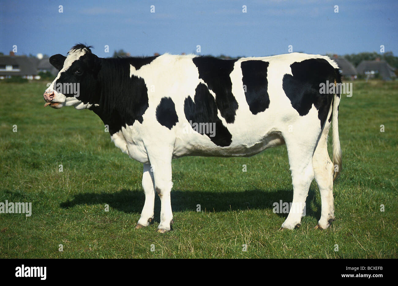 Kuh seitlich -Fotos und -Bildmaterial in hoher Auflösung – Alamy