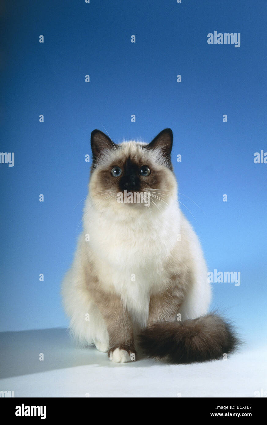 Heilige birma katze -Fotos und -Bildmaterial in hoher Auflösung – Alamy