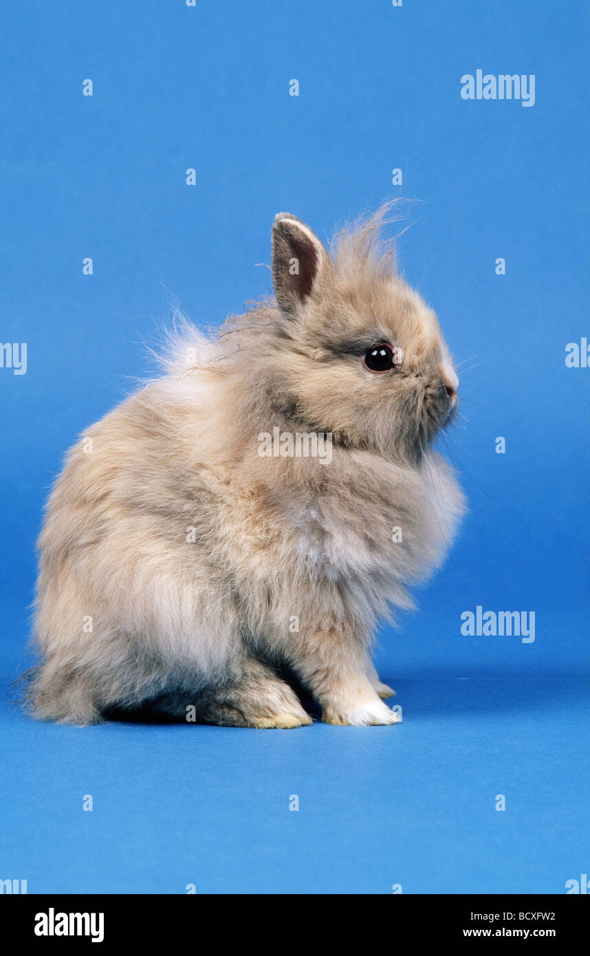 Löwenmähne zwergkaninchen -Fotos und -Bildmaterial in hoher Auflösung ...