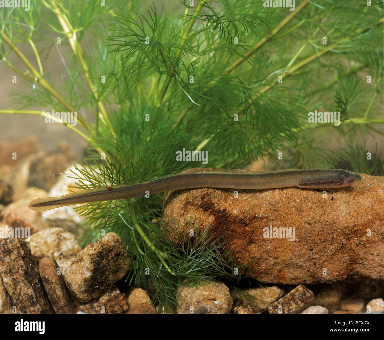 Bach, Neunaugen / Lampetra Planeri Stockfotografie - Alamy