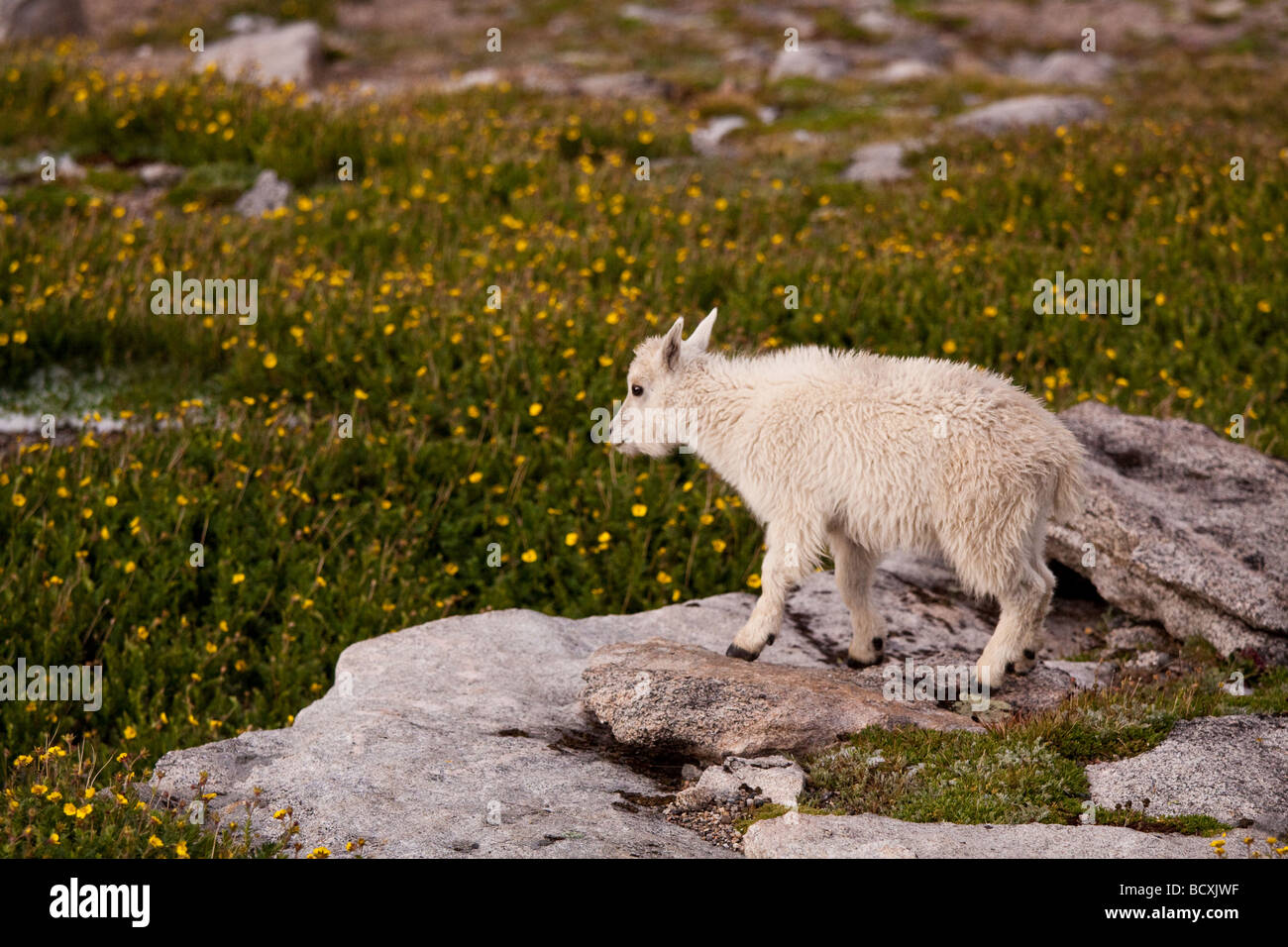 Oreamnos americanus bergziege -Fotos und -Bildmaterial in hoher ...