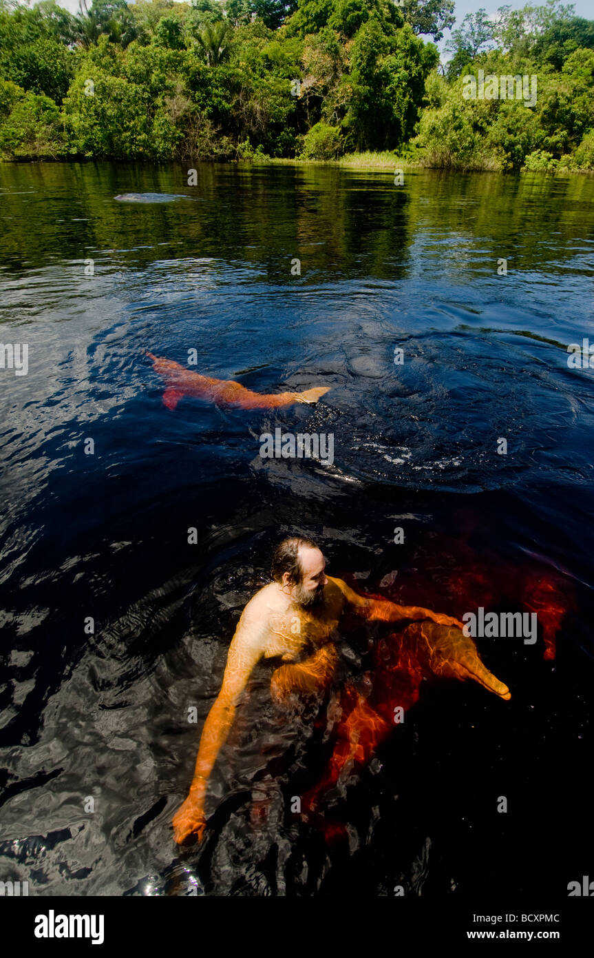 Schwimmen mit dem Amazonas rosa Delphin (Inia Geoffrensis), auch im ...