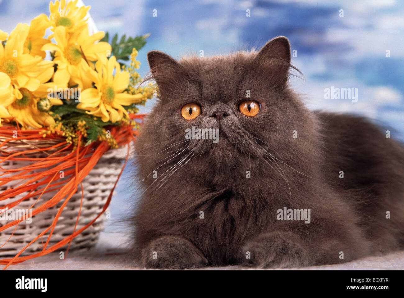 Blaue persische katze -Fotos und -Bildmaterial in hoher Auflösung – Alamy