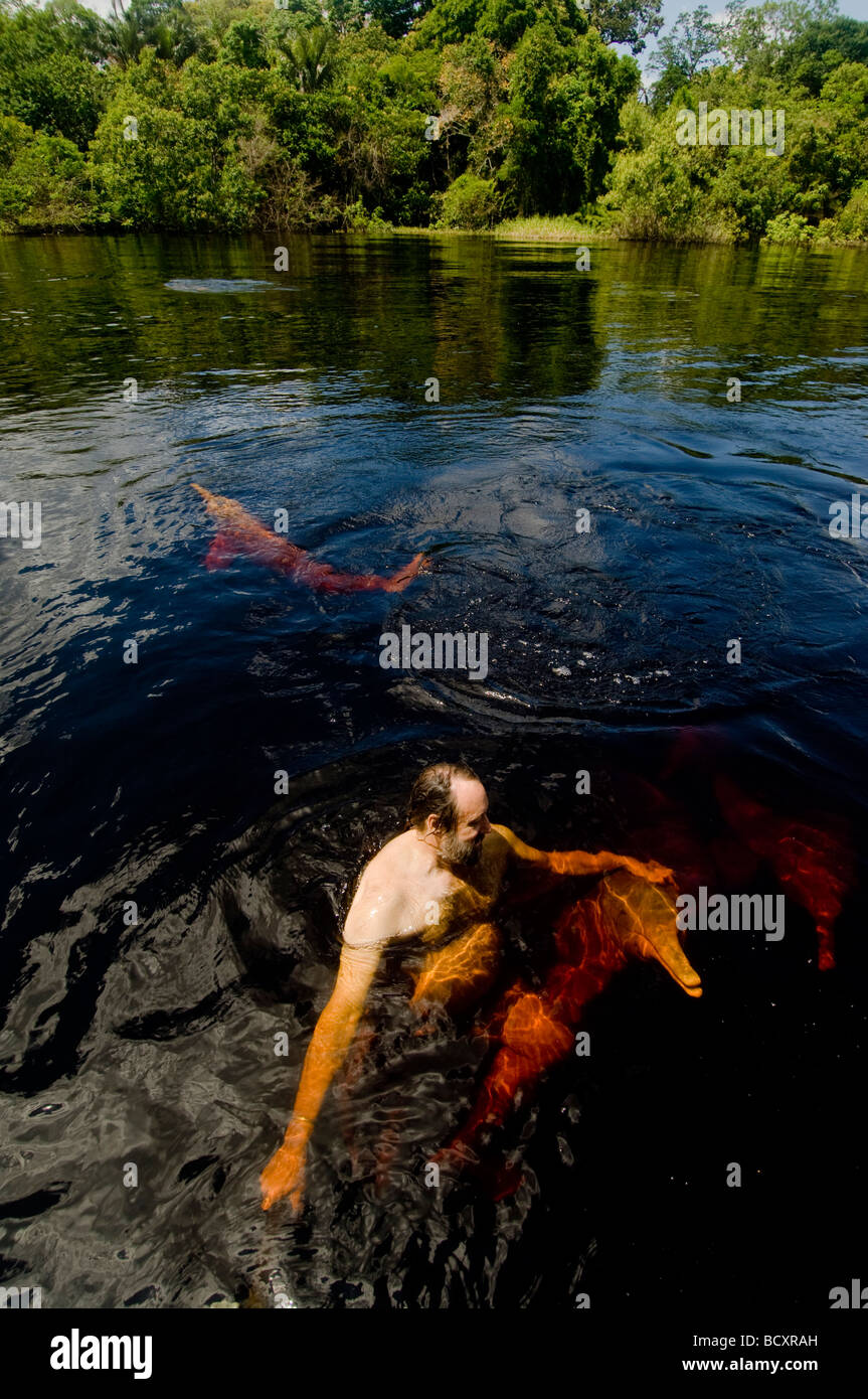 Schwimmen mit dem Amazonas rosa Delphin (Inia Geoffrensis), auch im ...