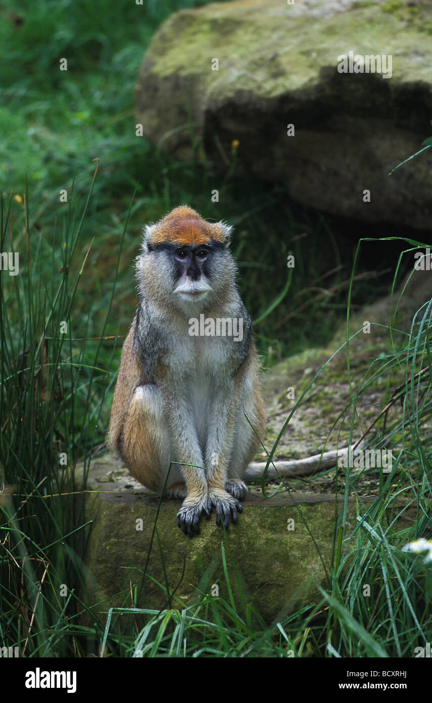 Patas affen erythrocebus patas -Fotos und -Bildmaterial in hoher ...
