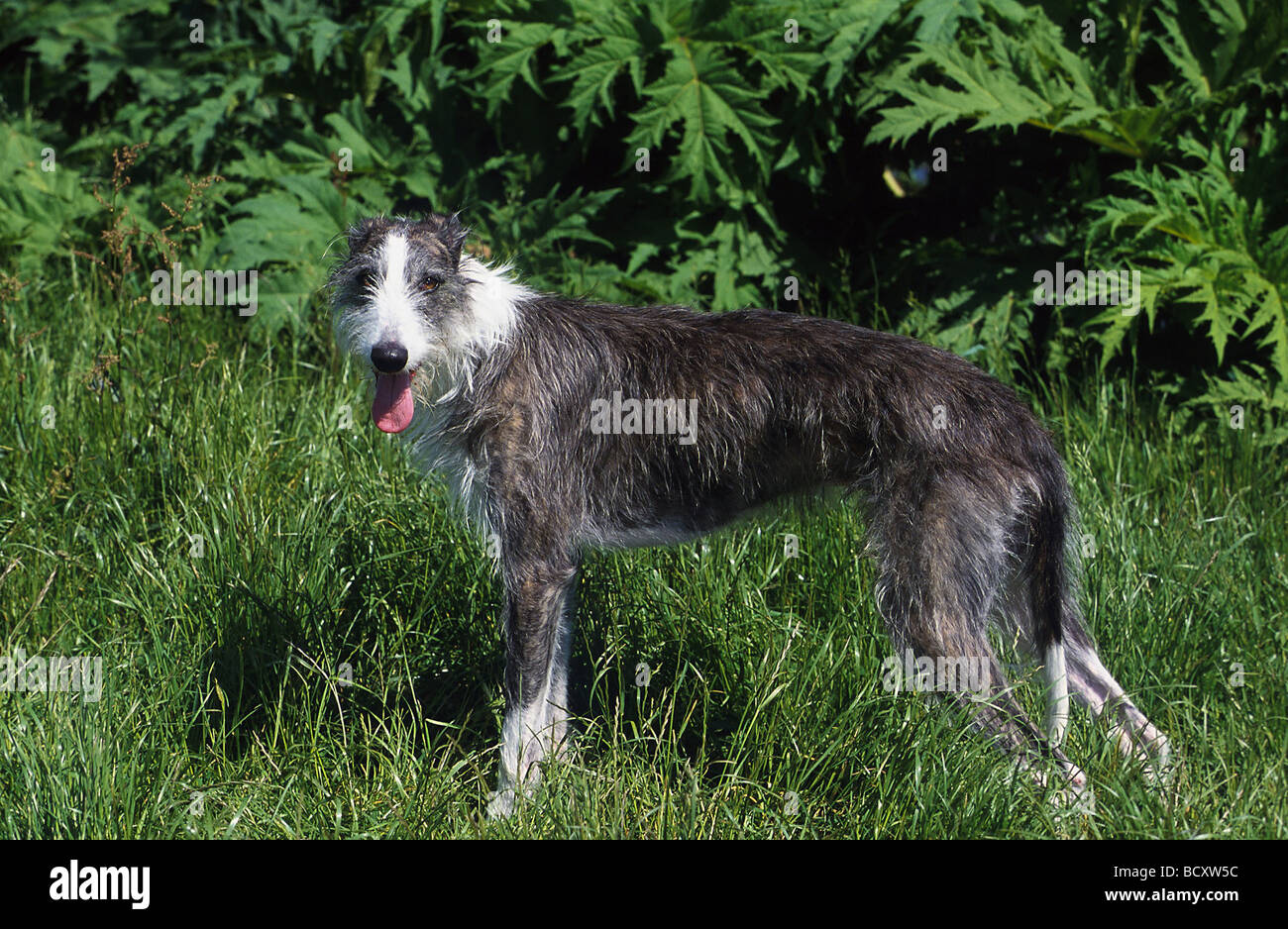 Drahthaarige galgo -Fotos und -Bildmaterial in hoher Auflösung – Alamy