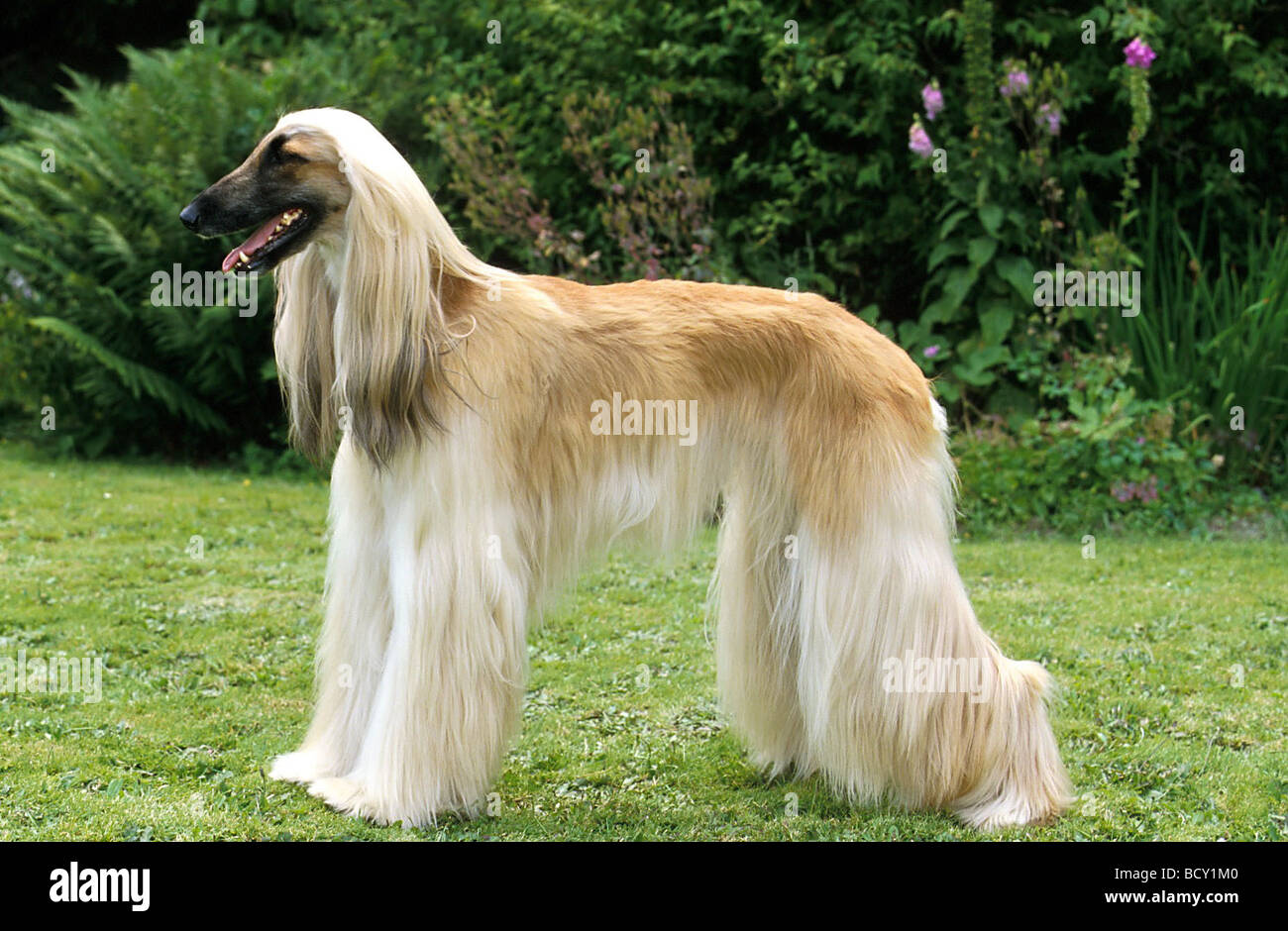 Afghan greyhound -Fotos und -Bildmaterial in hoher Auflösung – Alamy
