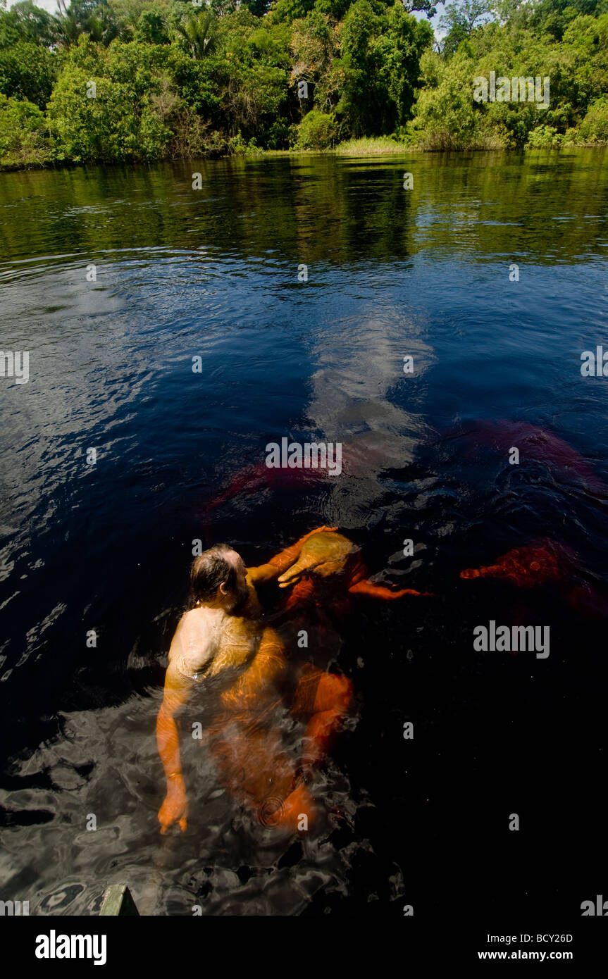 Schwimmen mit dem Amazonas rosa Delphin (Inia Geoffrensis), auch im ...
