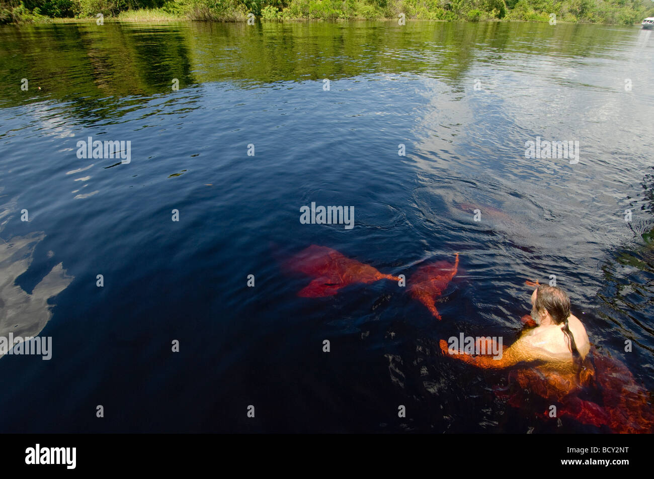 Schwimmen mit dem Amazonas rosa Delphin (Inia Geoffrensis), auch im ...