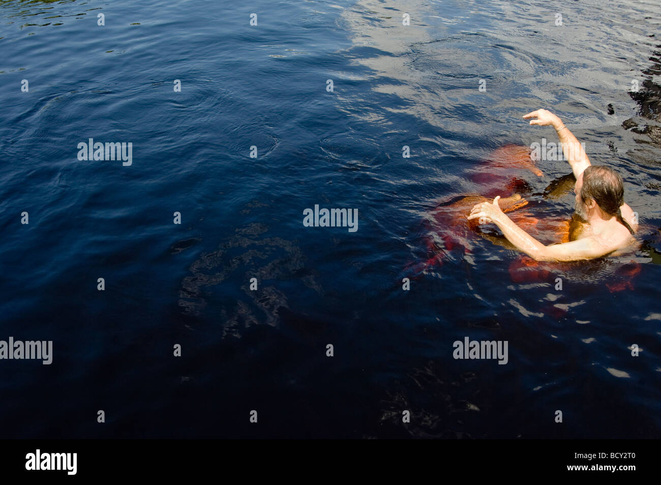 Schwimmen mit dem Amazonas rosa Delphin (Inia Geoffrensis), auch im ...