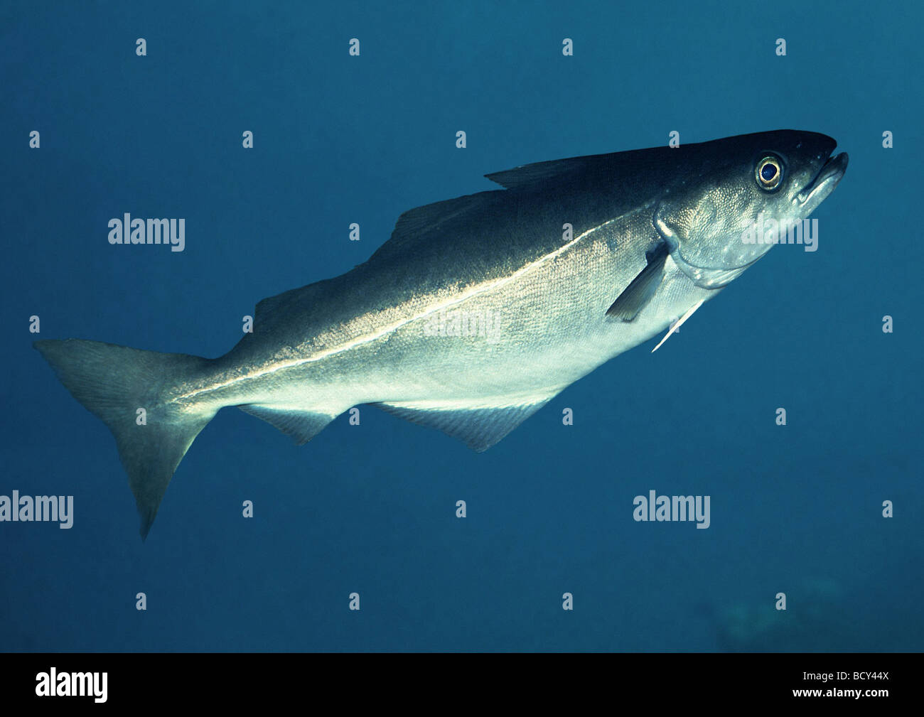 Köhler pollachius virens -Fotos und -Bildmaterial in hoher Auflösung – Alamy