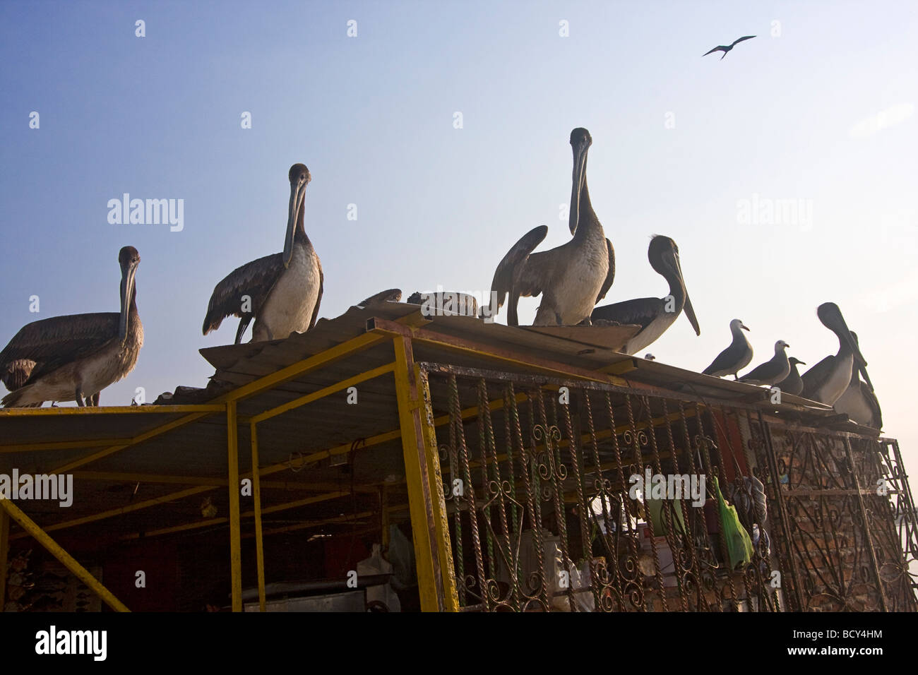 Pelikane sitzen auf Wand an Embarcadero Isla De La Piedra Stone Island ...
