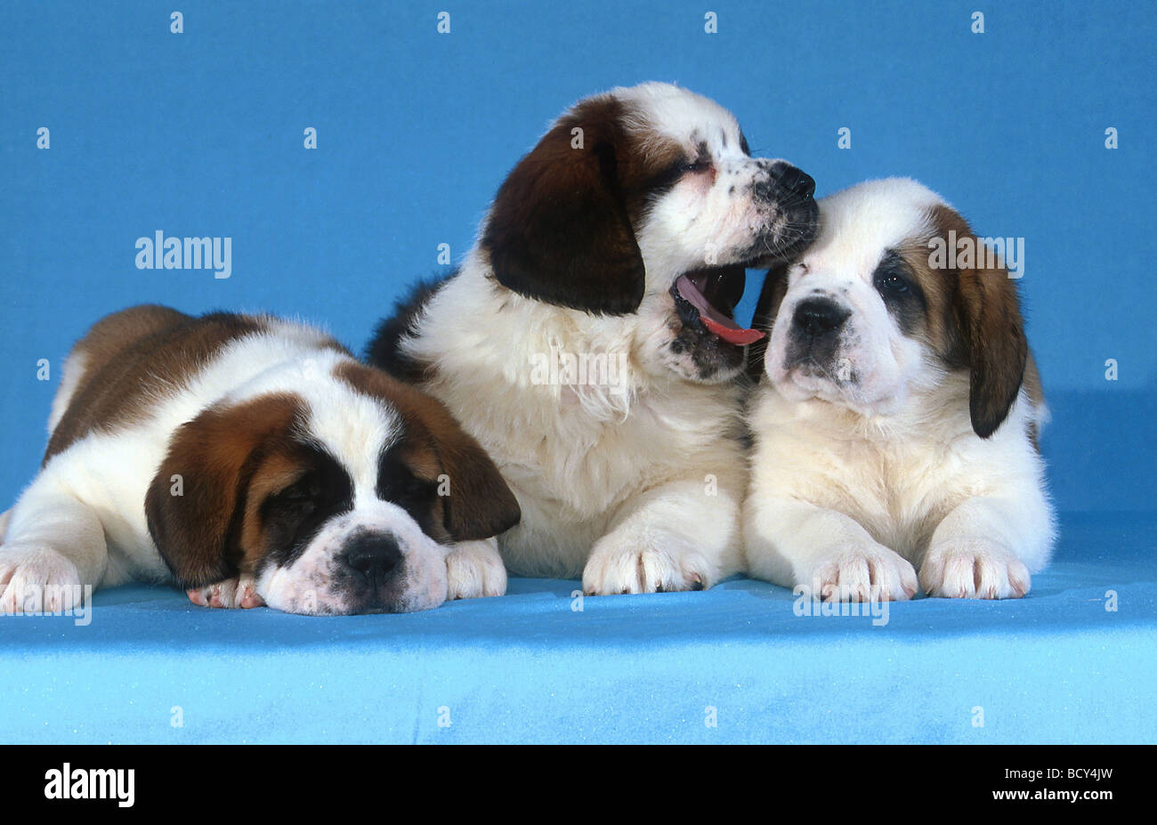 St bernhard dog -Fotos und -Bildmaterial in hoher Auflösung – Alamy