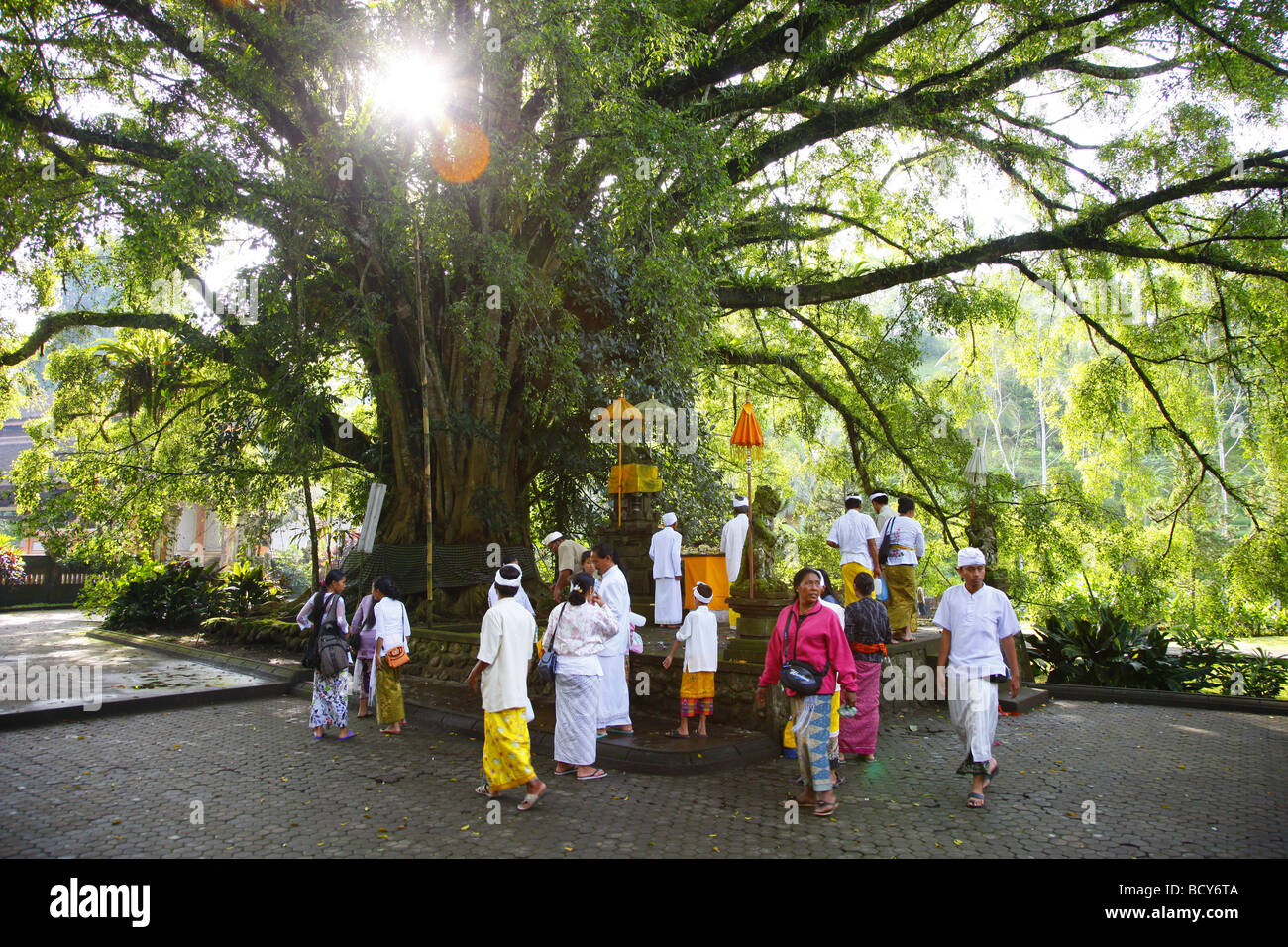 Bodhi-Baum (Ficus Religiosa), Tirta Empul, in der Morgen Licht, Bali ...