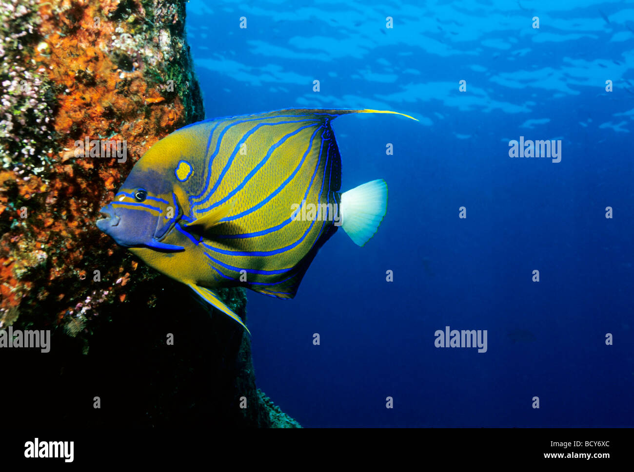 Pomacanthus annularis -Fotos und -Bildmaterial in hoher Auflösung – Alamy
