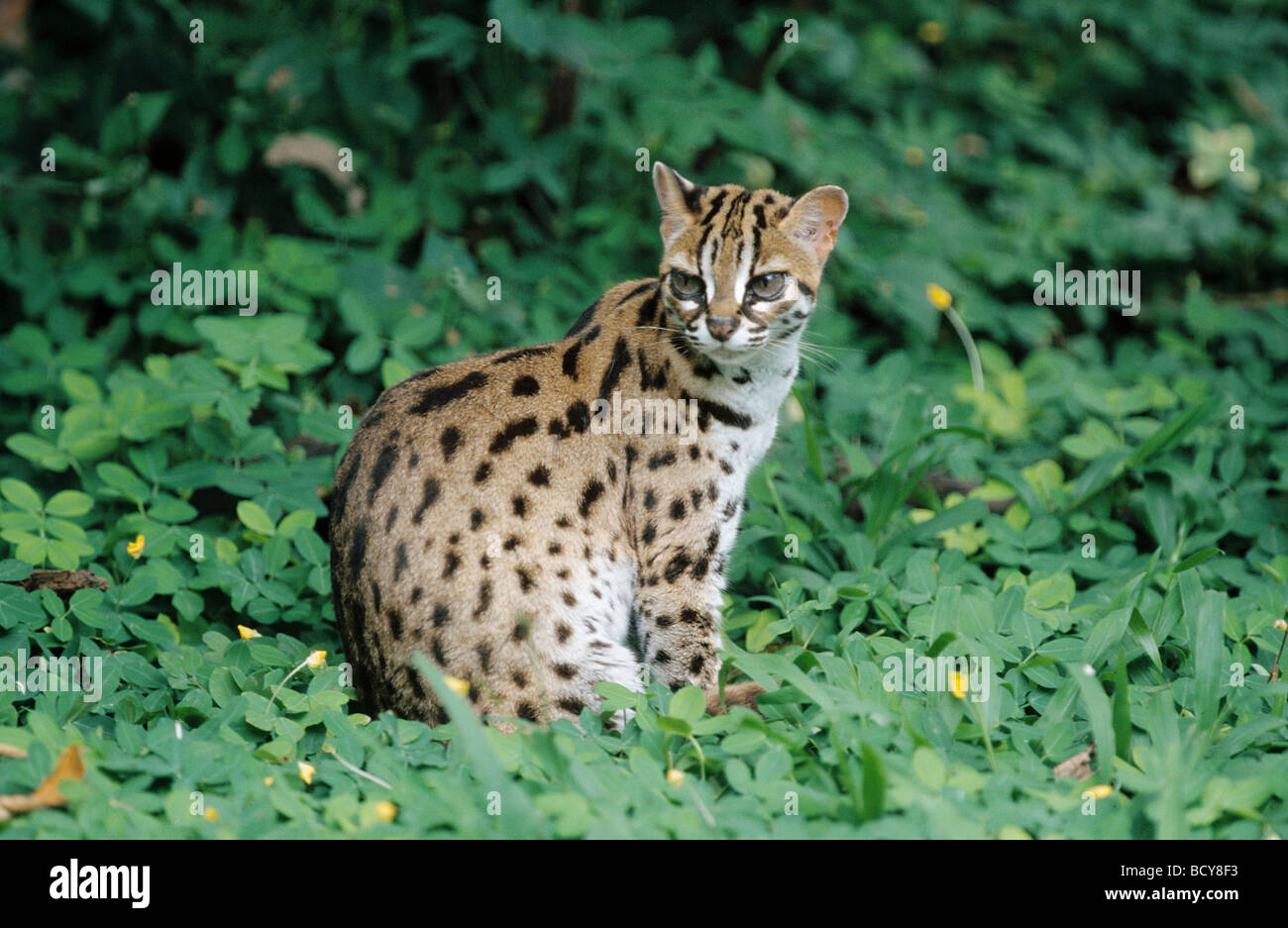 Leopard Cat Felis Bengalensis Stockfotos & Leopard Cat Felis ...