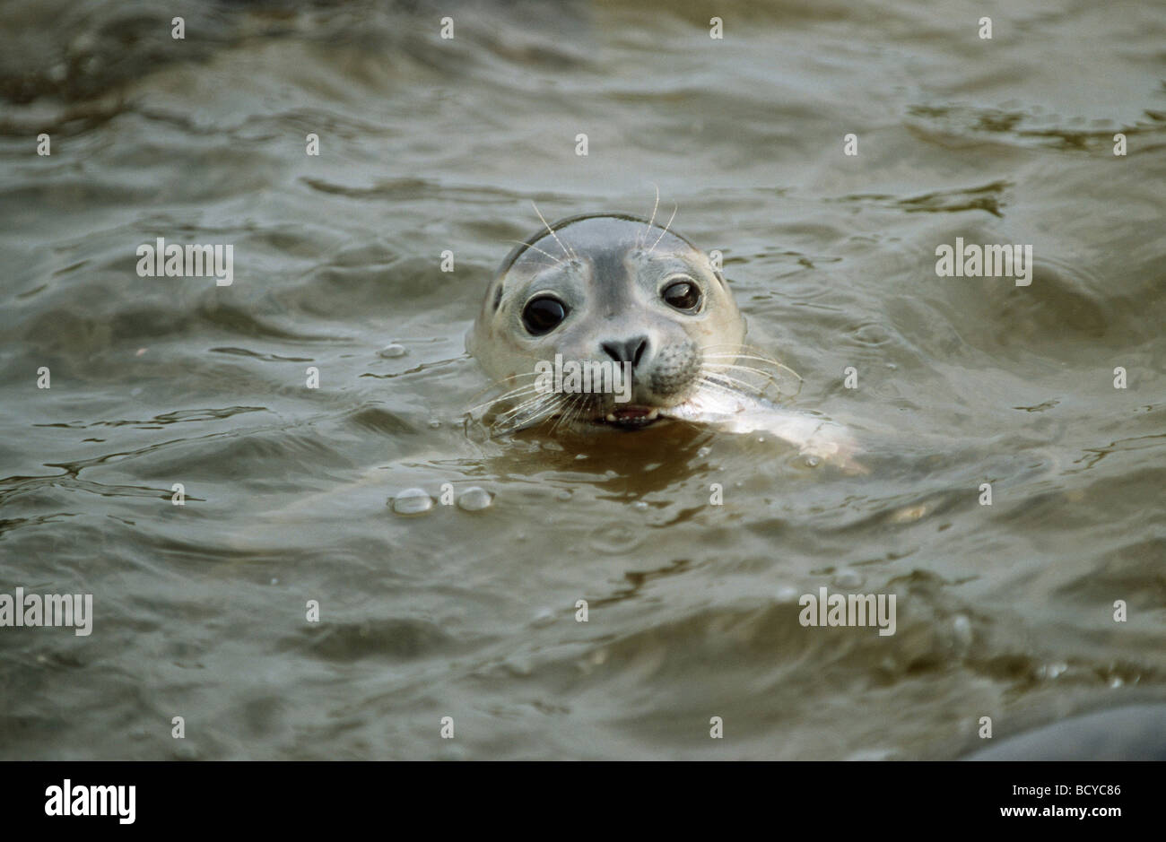 Einen fisch fressen -Fotos und -Bildmaterial in hoher Auflösung – Alamy