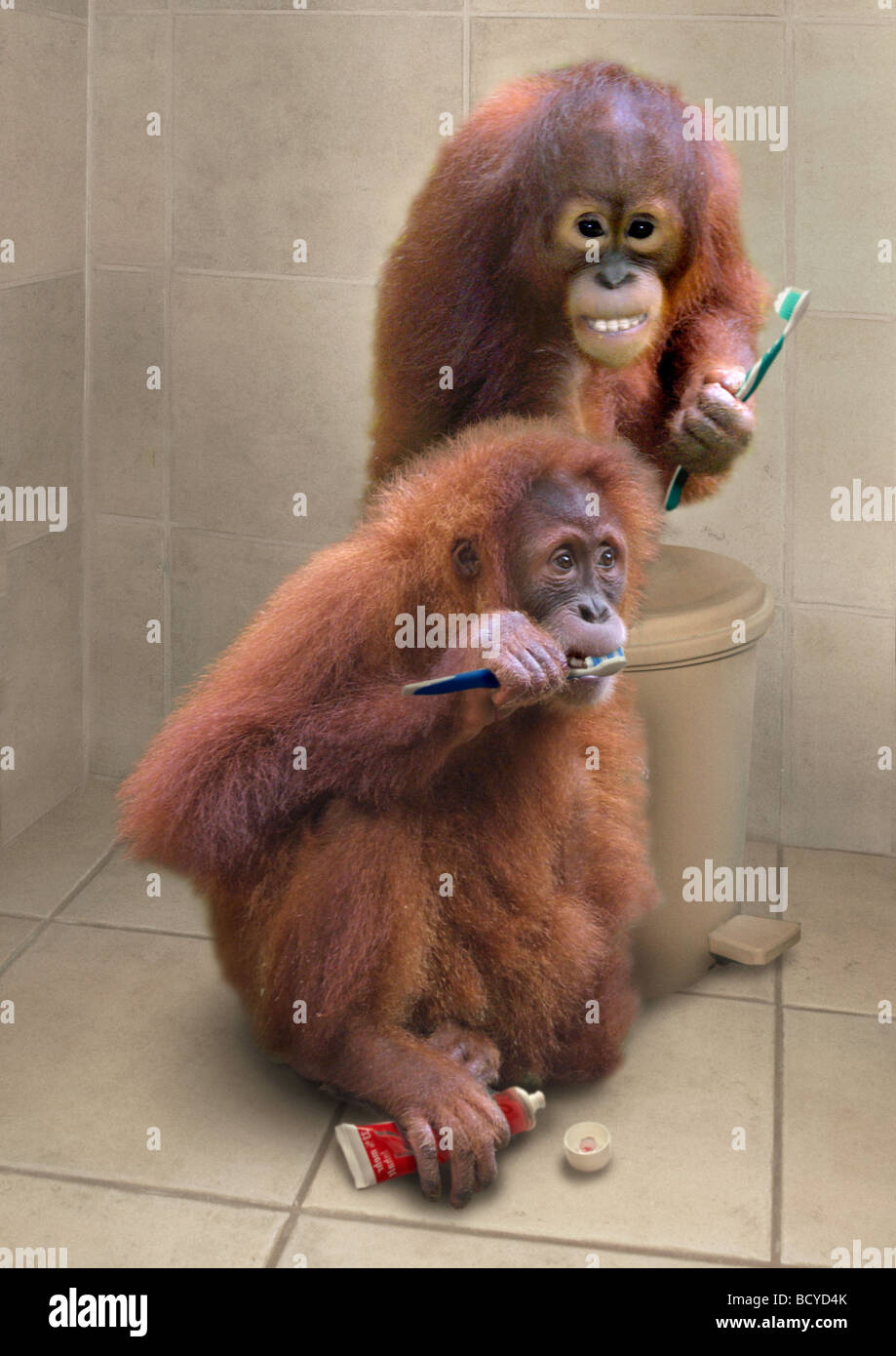 Humorvoll tiere -Fotos und -Bildmaterial in hoher Auflösung – Alamy