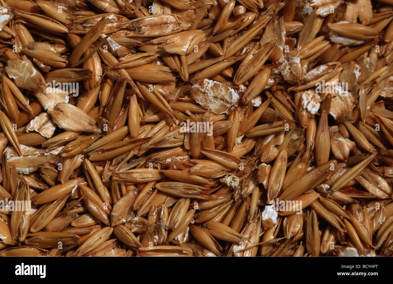 Pferde getreide -Fotos und -Bildmaterial in hoher Auflösung – Alamy