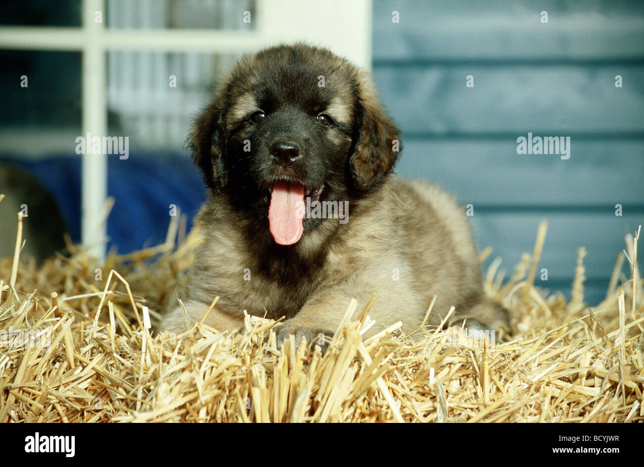 Leonberger baby Stockfotos und -bilder Kaufen - Alamy