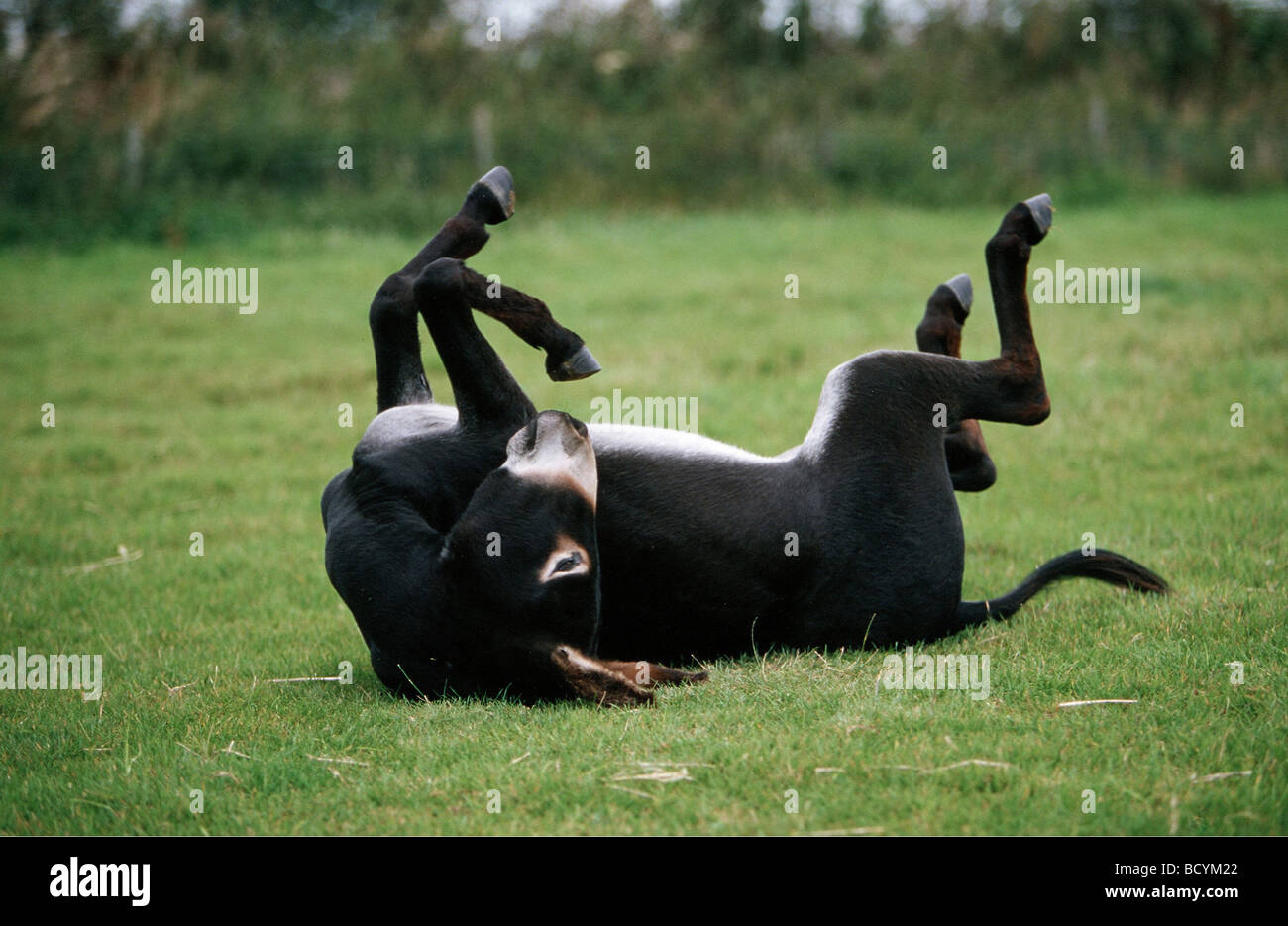 Boden als esel -Fotos und -Bildmaterial in hoher Auflösung – Alamy
