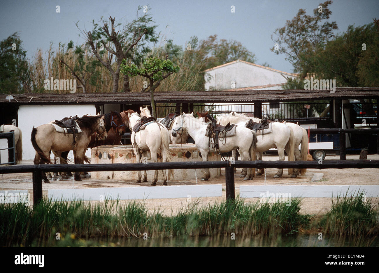 Stehendes pferd verschiedene tiere -Fotos und -Bildmaterial in hoher ...