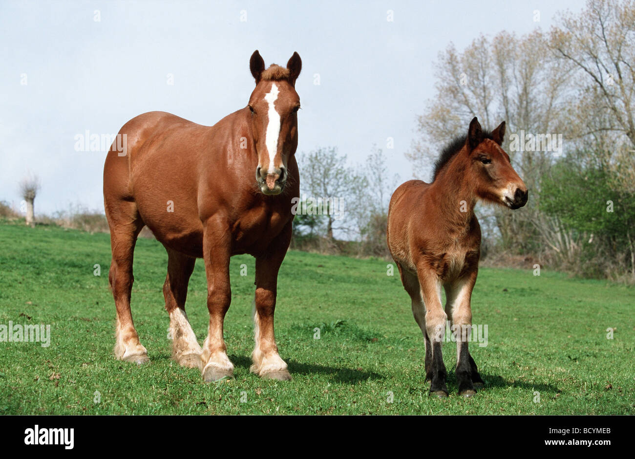 bretonische Pferd - Stute Mit Fohlen Stockfotografie - Alamy