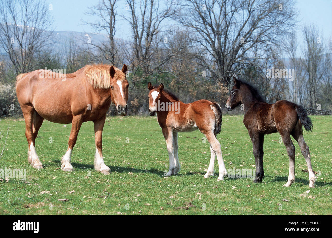 bretonische Pferd - Stute mit zwei Fohlen Stockfotografie - Alamy