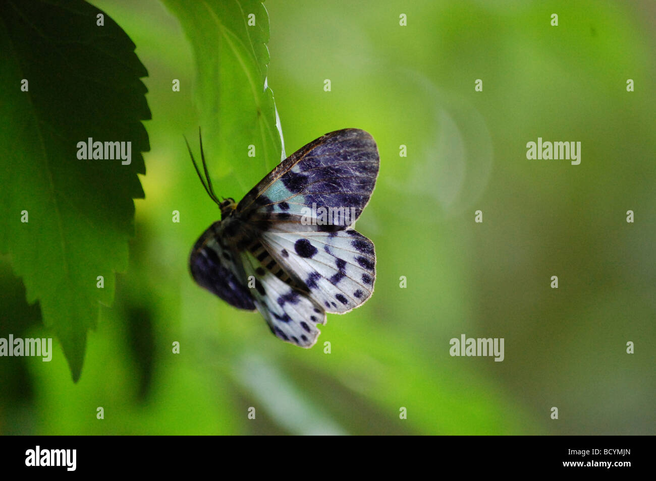 Gepunkteter schmetterling -Fotos und -Bildmaterial in hoher Auflösung ...