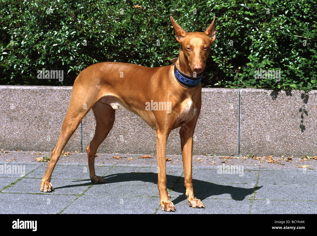 Kelb tal fenek -Fotos und -Bildmaterial in hoher Auflösung – Alamy