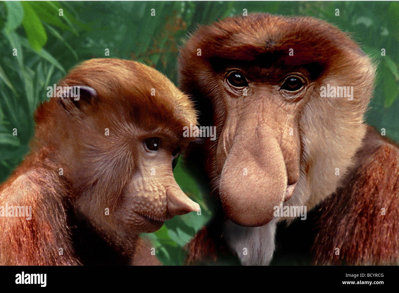 Nasenaffe (Nasalis Larvatus). Porträt von Erwachsenen und Jugendlichen ...