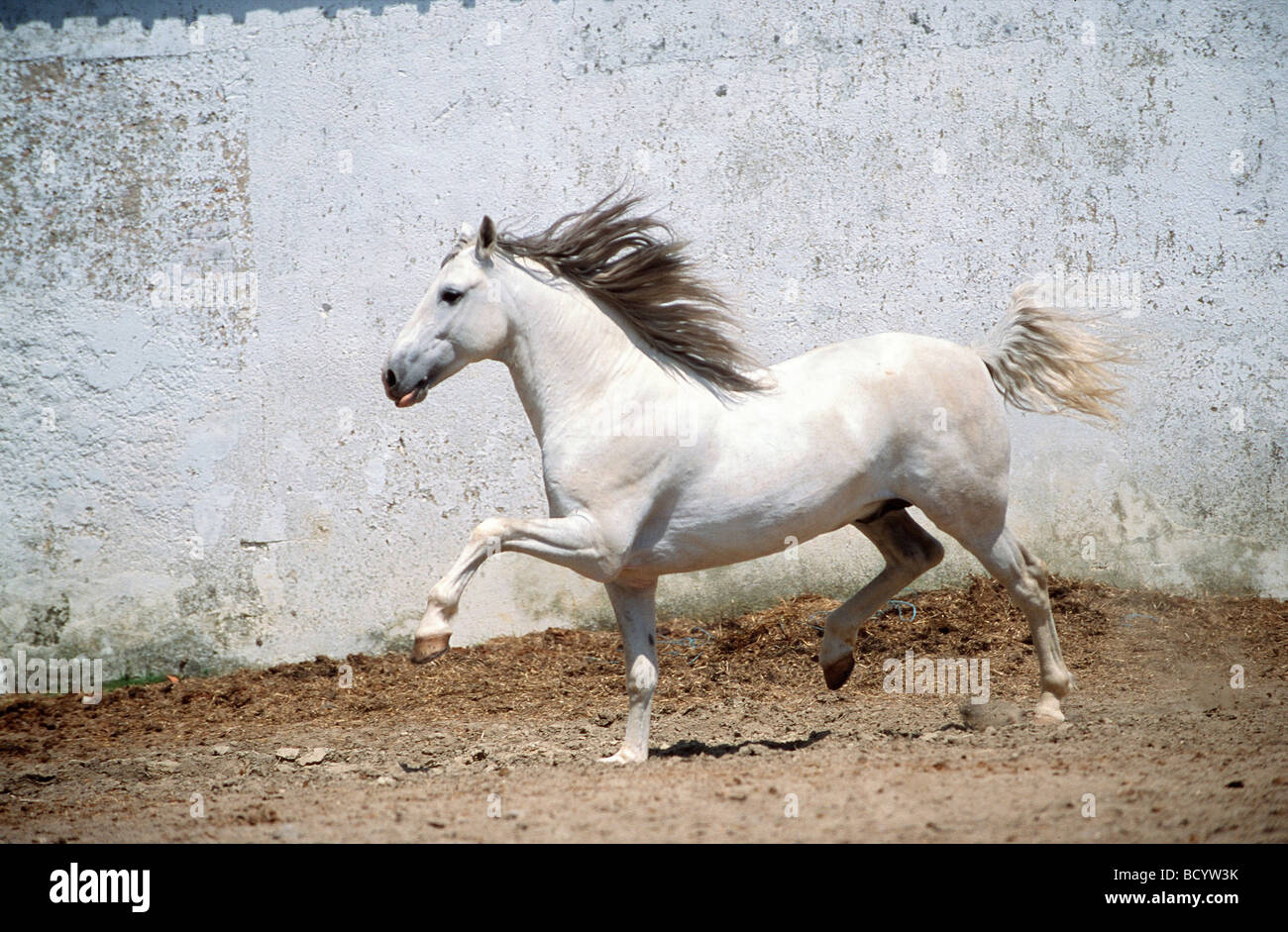 Weis pferd -Fotos und -Bildmaterial in hoher Auflösung – Alamy