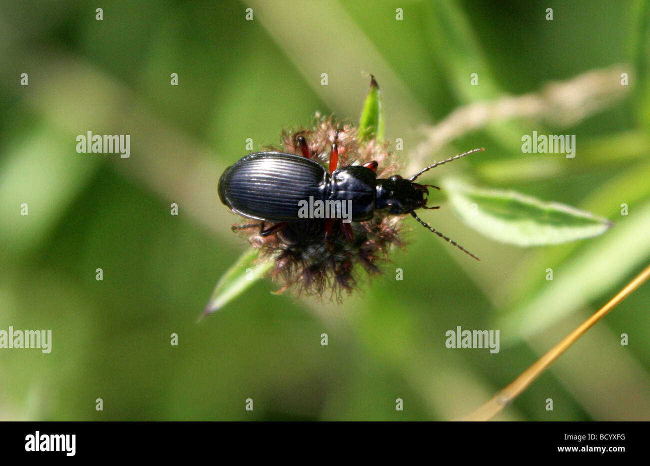 Rotbeinige Black Clock Käfer, Pterostichus Madidus var. Concinnus ...