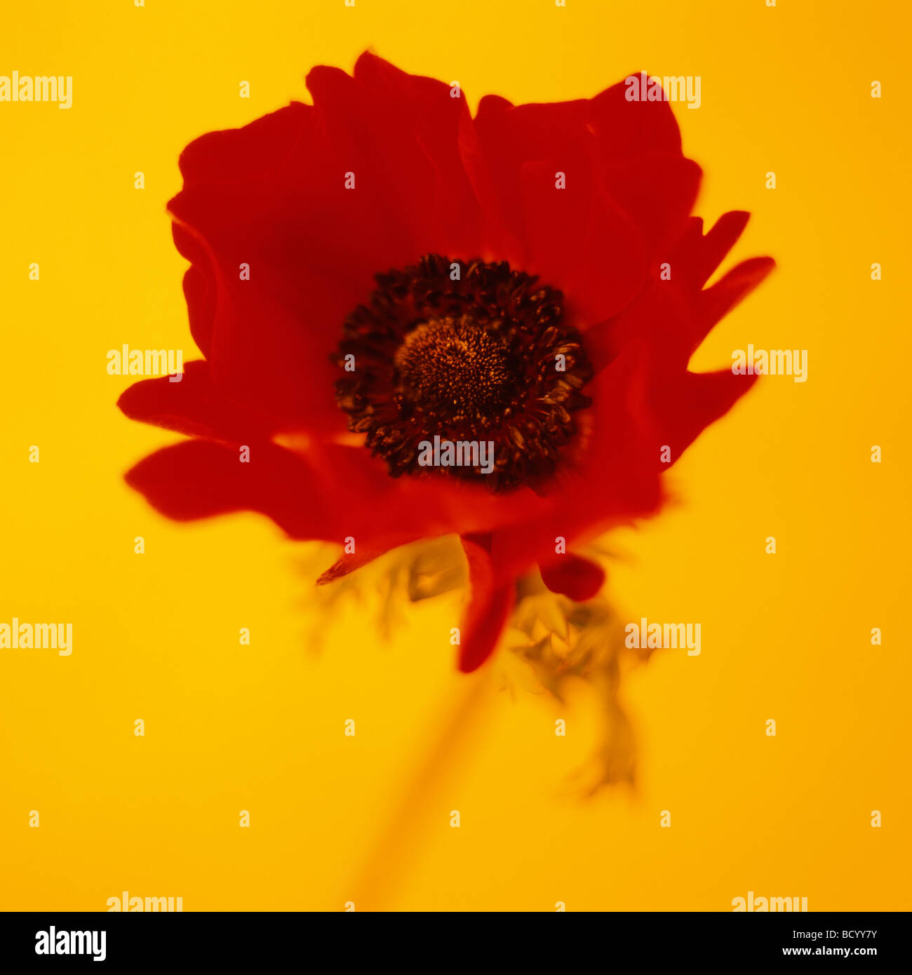 Nymphe anemone -Fotos und -Bildmaterial in hoher Auflösung – Alamy