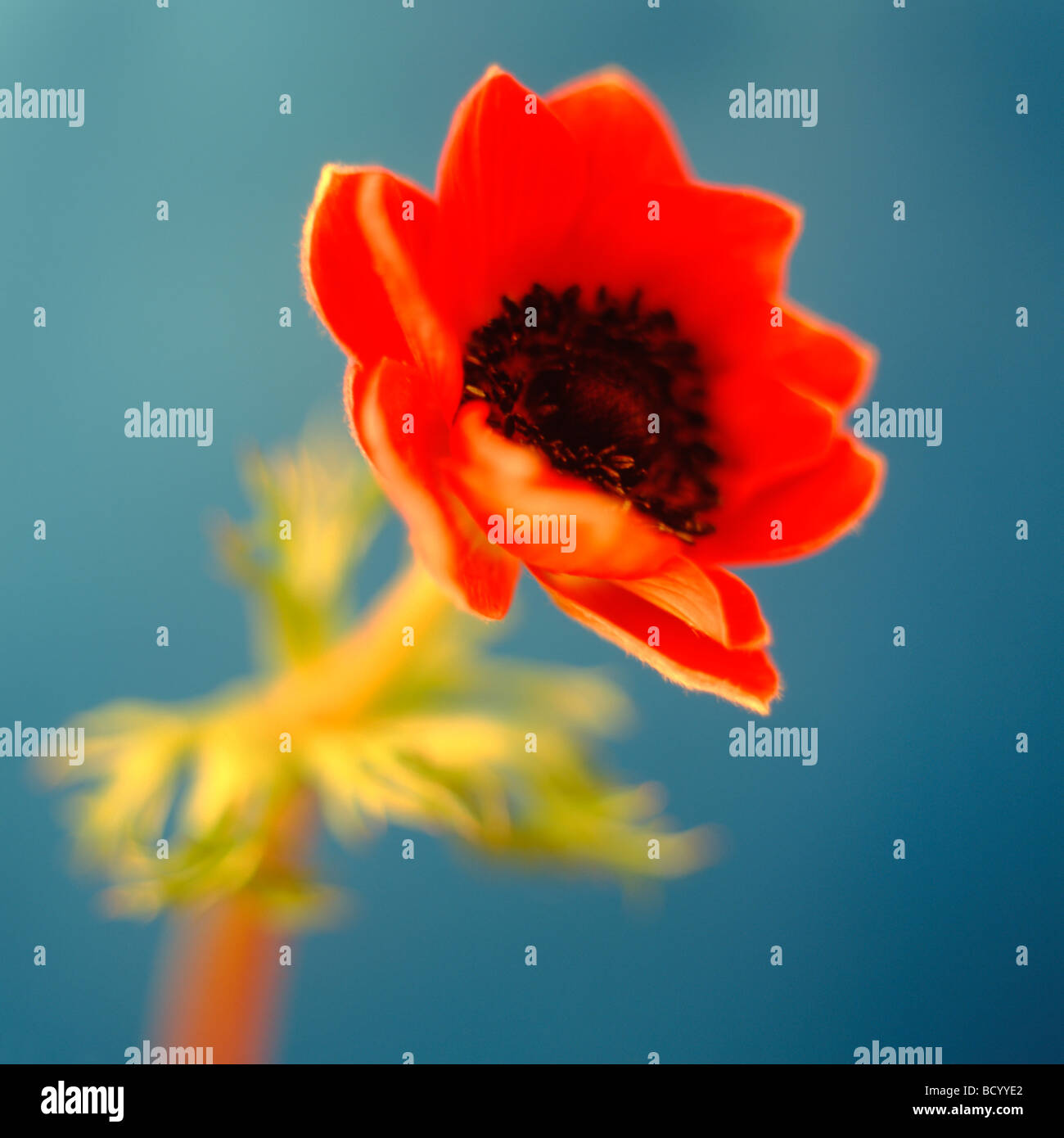 Nymphe anemone -Fotos und -Bildmaterial in hoher Auflösung – Alamy