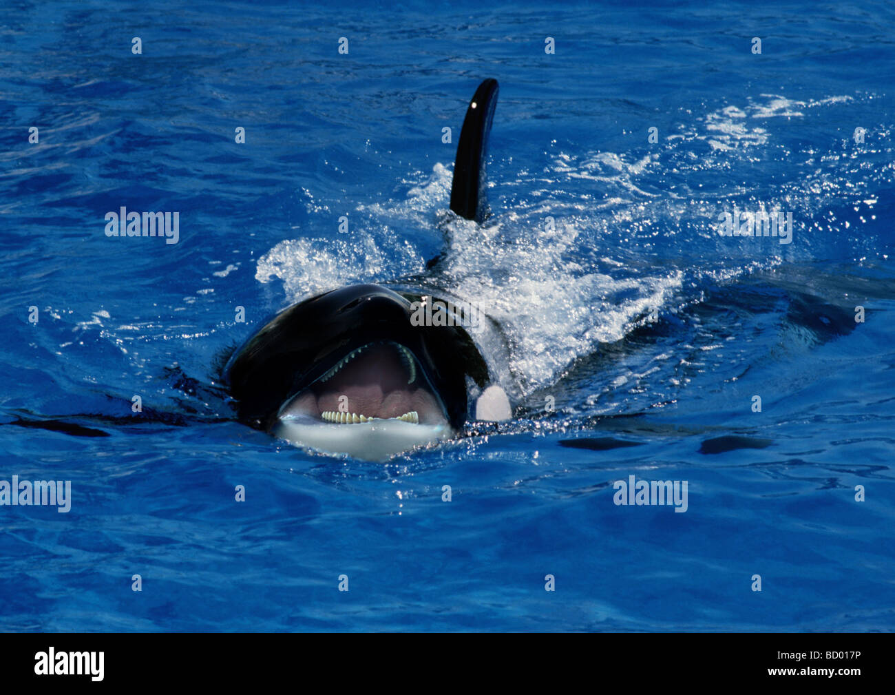 Killer whale open mouth -Fotos und -Bildmaterial in hoher Auflösung – Alamy