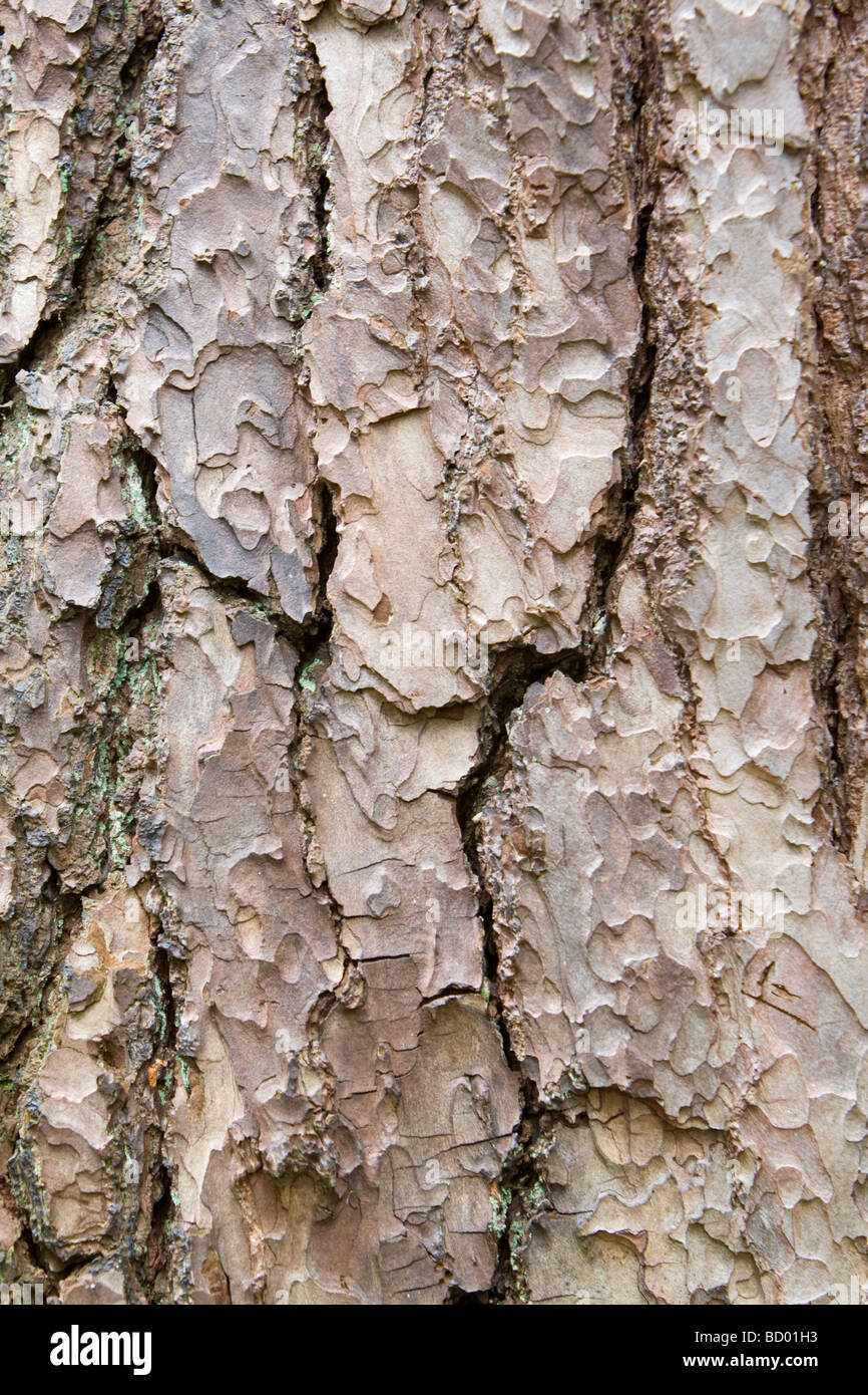 Picea abies bellen -Fotos und -Bildmaterial in hoher Auflösung – Alamy