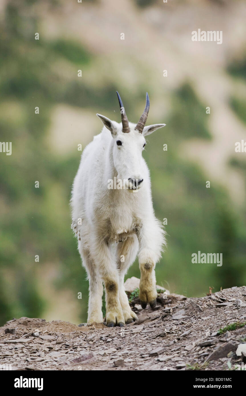 Mountian goat -Fotos und -Bildmaterial in hoher Auflösung – Alamy