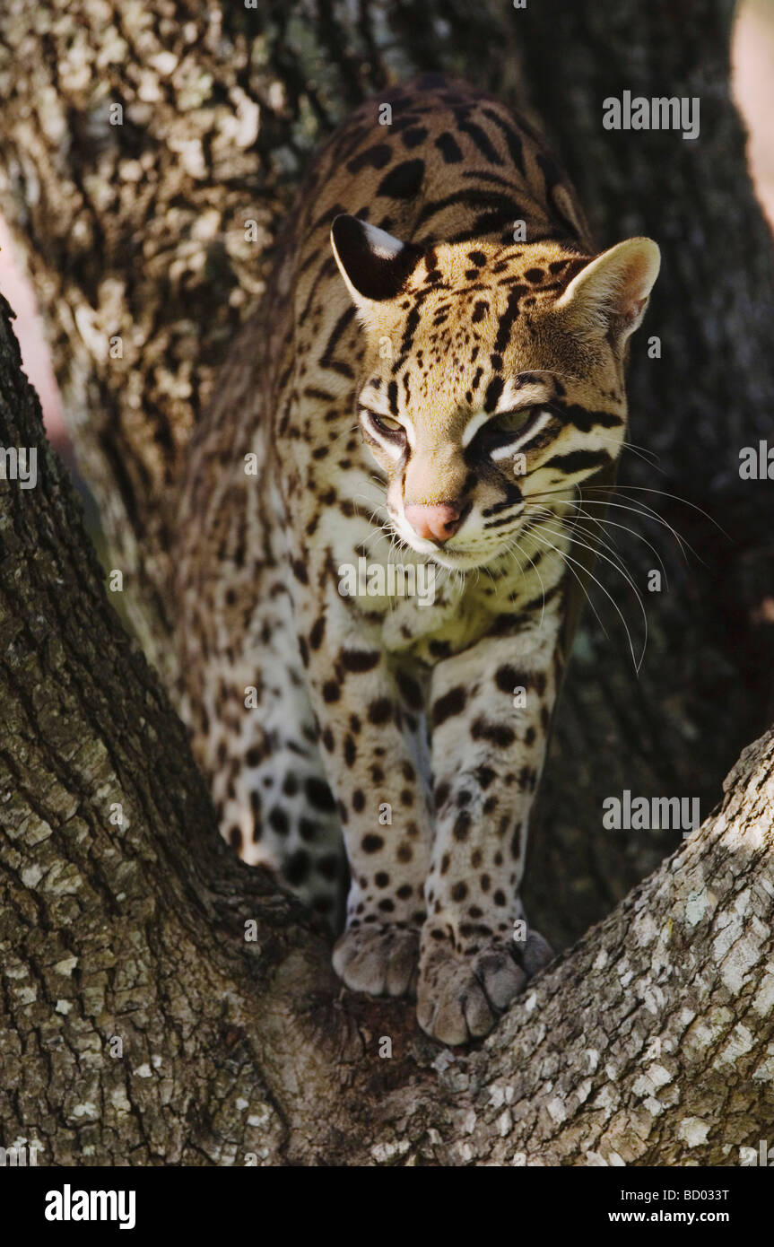 Ozelot Klettern Stockfotos und -bilder Kaufen - Alamy