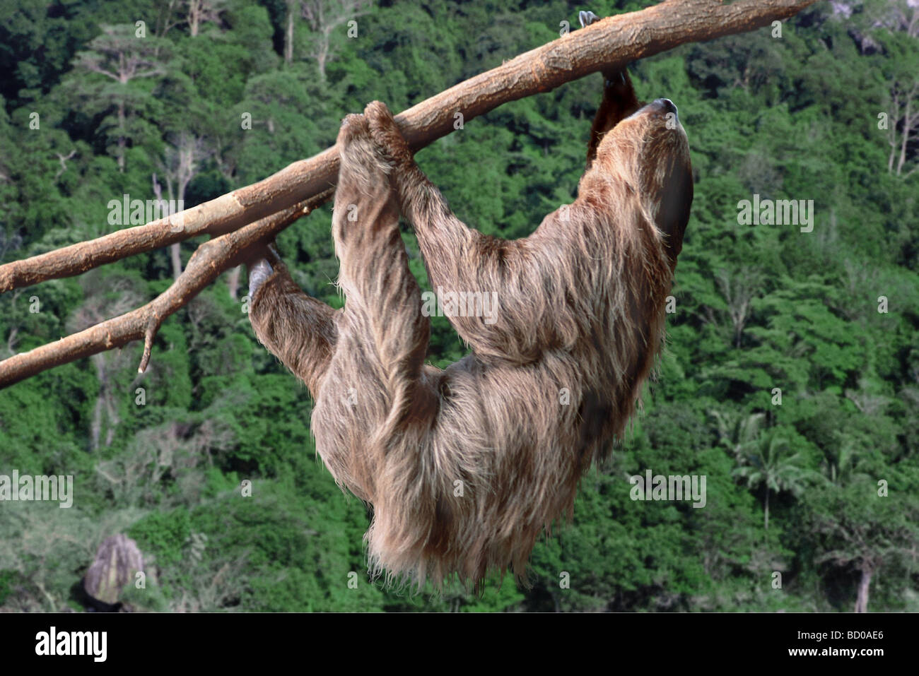 Dreifingerfaultier -Fotos und -Bildmaterial in hoher Auflösung – Alamy