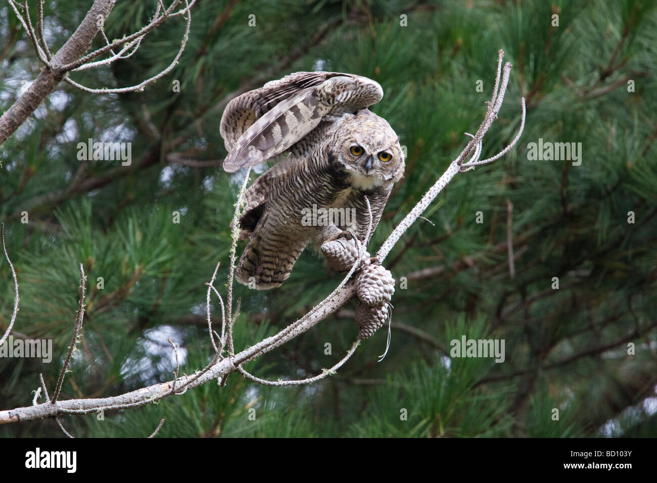 Eulen auf einem ast -Fotos und -Bildmaterial in hoher Auflösung – Alamy
