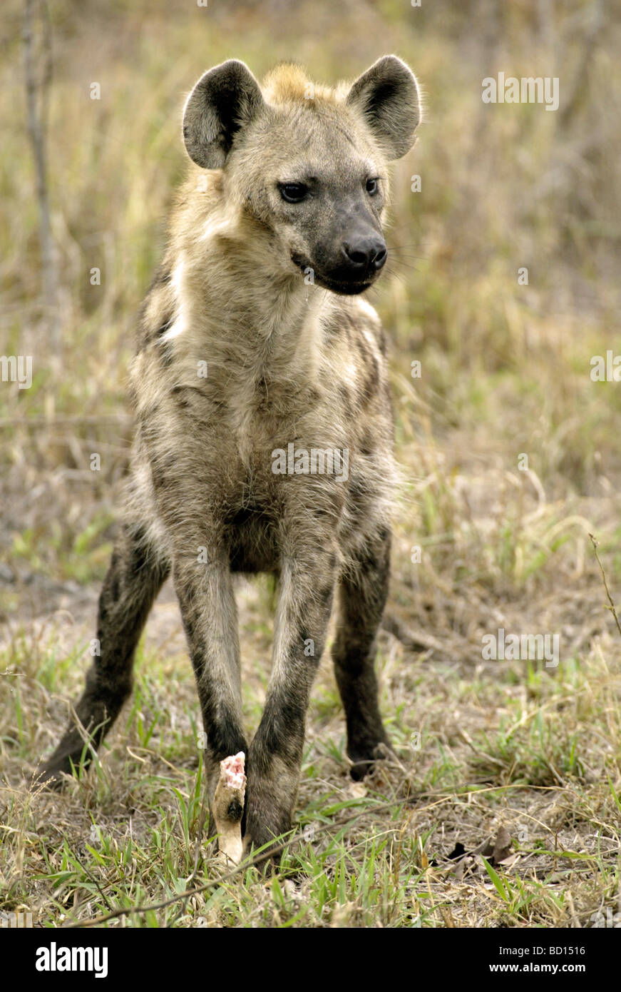 Hyena spotted hyena crocuta crocuta hyaene hyaenen hyenas -Fotos und ...