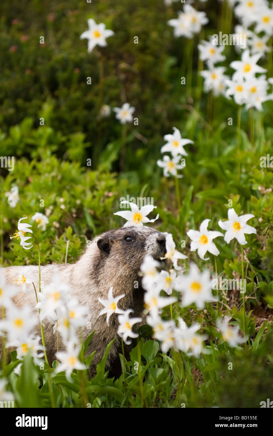 Murmeltier und blumen -Fotos und -Bildmaterial in hoher Auflösung – Alamy